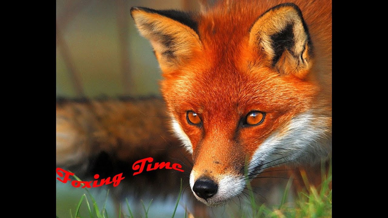 Tir d'un renard à 152 mètres - YouTube