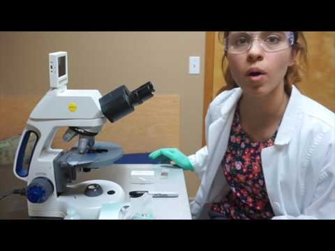 VETT 222 TASK 8: Modified Knotts Test - YouTube