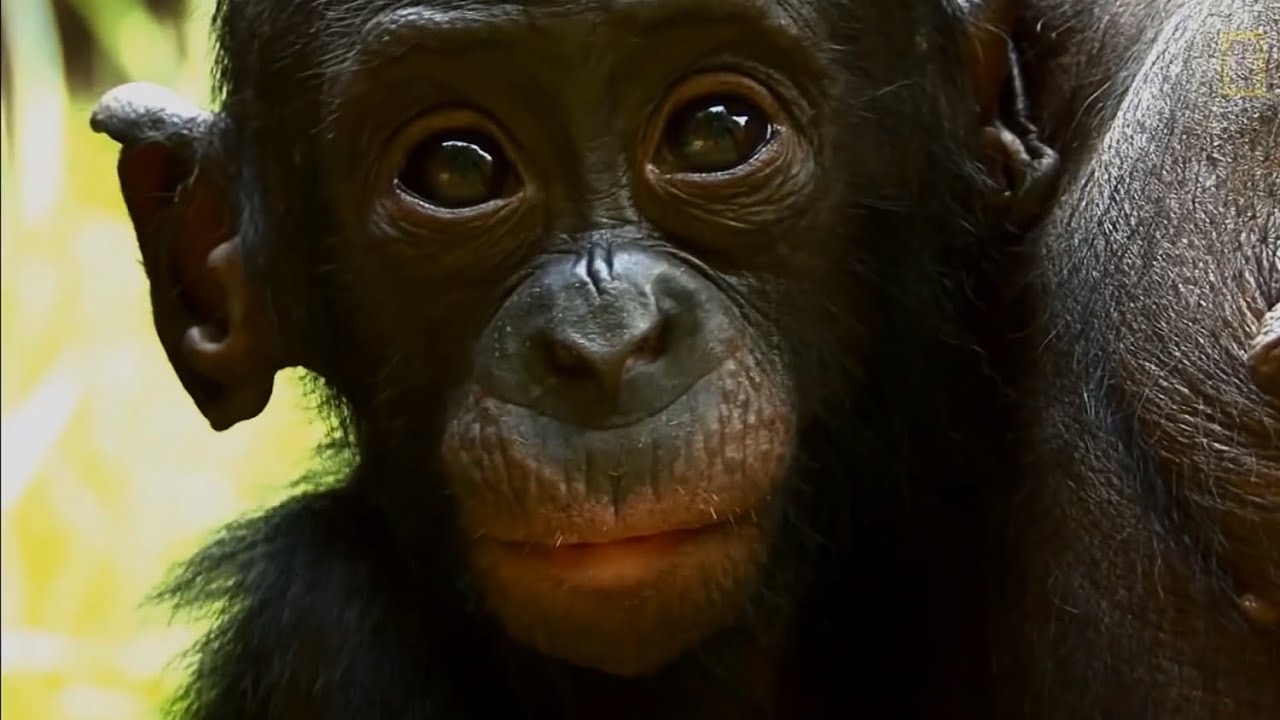 Things You Probably Didn't Know About Cute Bonobos - YouTube