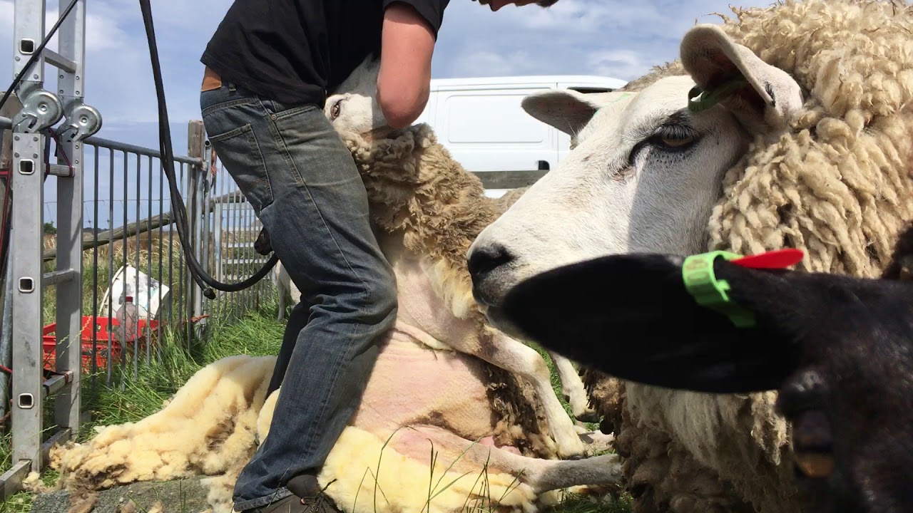 Schapen scheren op Texel - YouTube