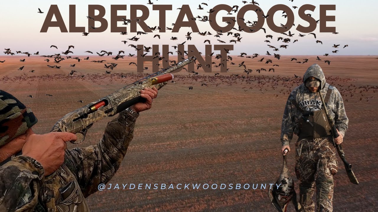 Waterfowl Hunting - THOUSANDS of Geese - Alberta Prairie Goose Hunting ...
