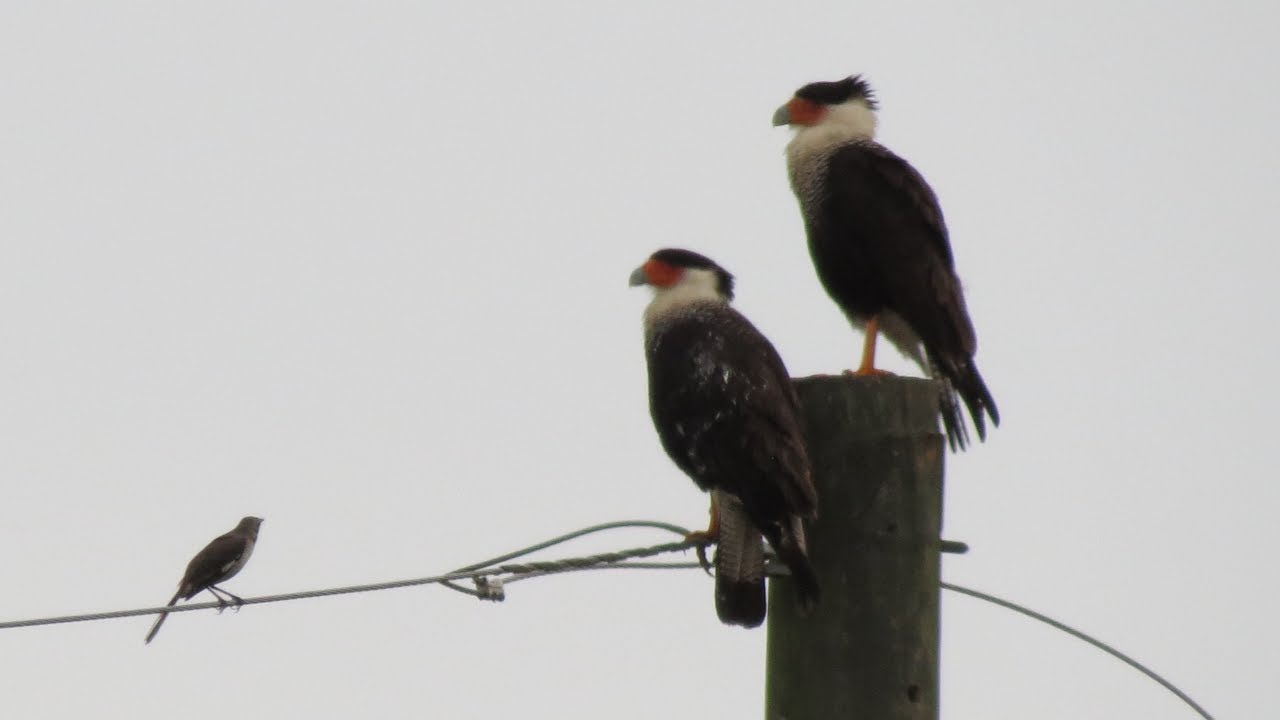 Mockingbird attacks Crested Caracaras (but they could care less and ...