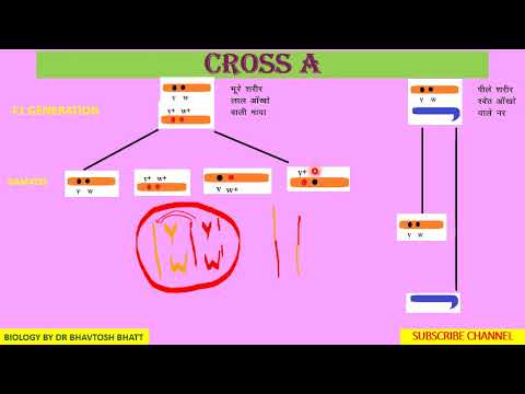 14 - T.H. MORGAN EXPERIMENTS - YouTube