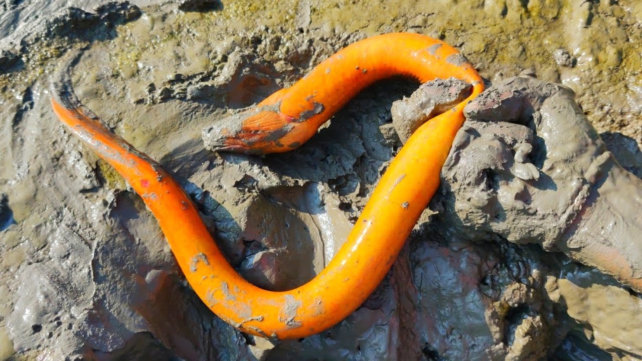 Best Mud Water Fishing | Eel Fish Searching Under Mud Water in Village ...