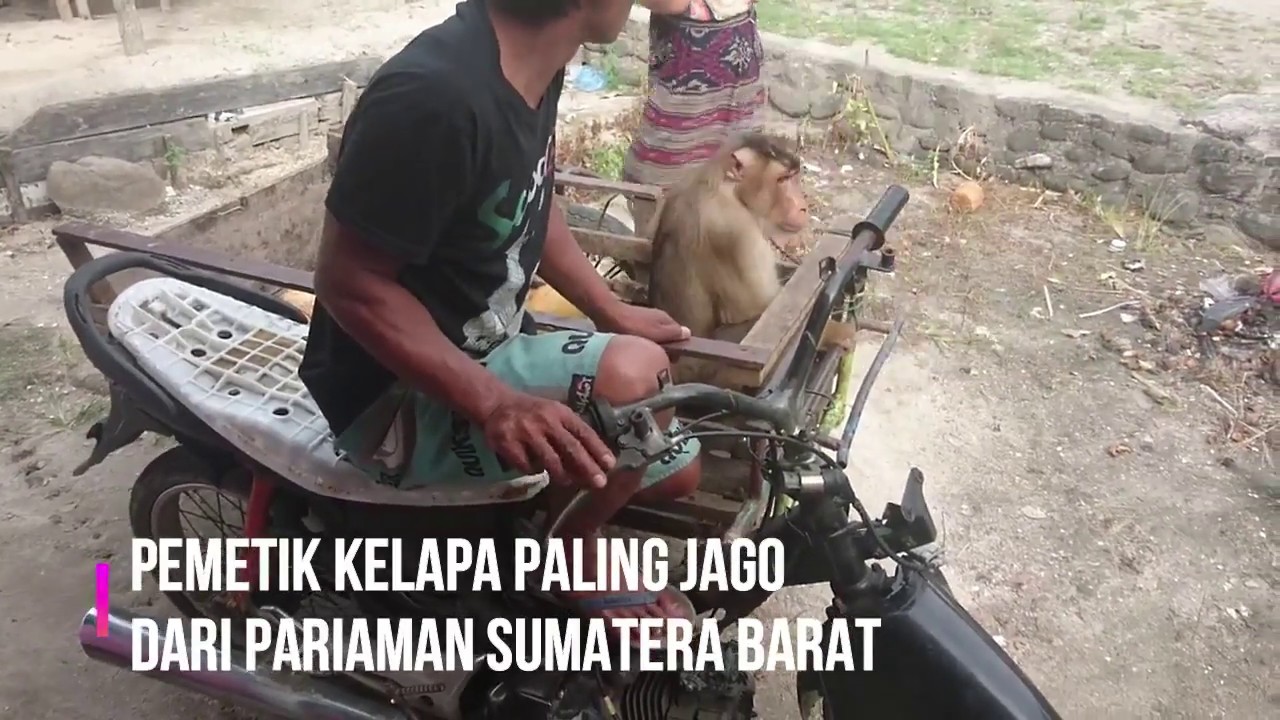 Beruk Pemetik Kelapa Paling Jago Dari Pariaman Sumatera Barat - YouTube