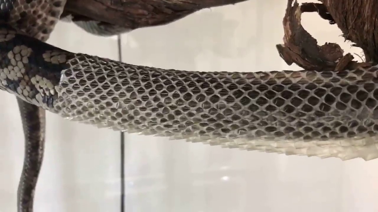 Native Australian Python Slowly Sheds Its Skin - YouTube