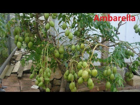 All Time Ambarella Fruit Plant (Amra Fruit Plant)थाई ऑल टाइम अम्ब्रेला ...