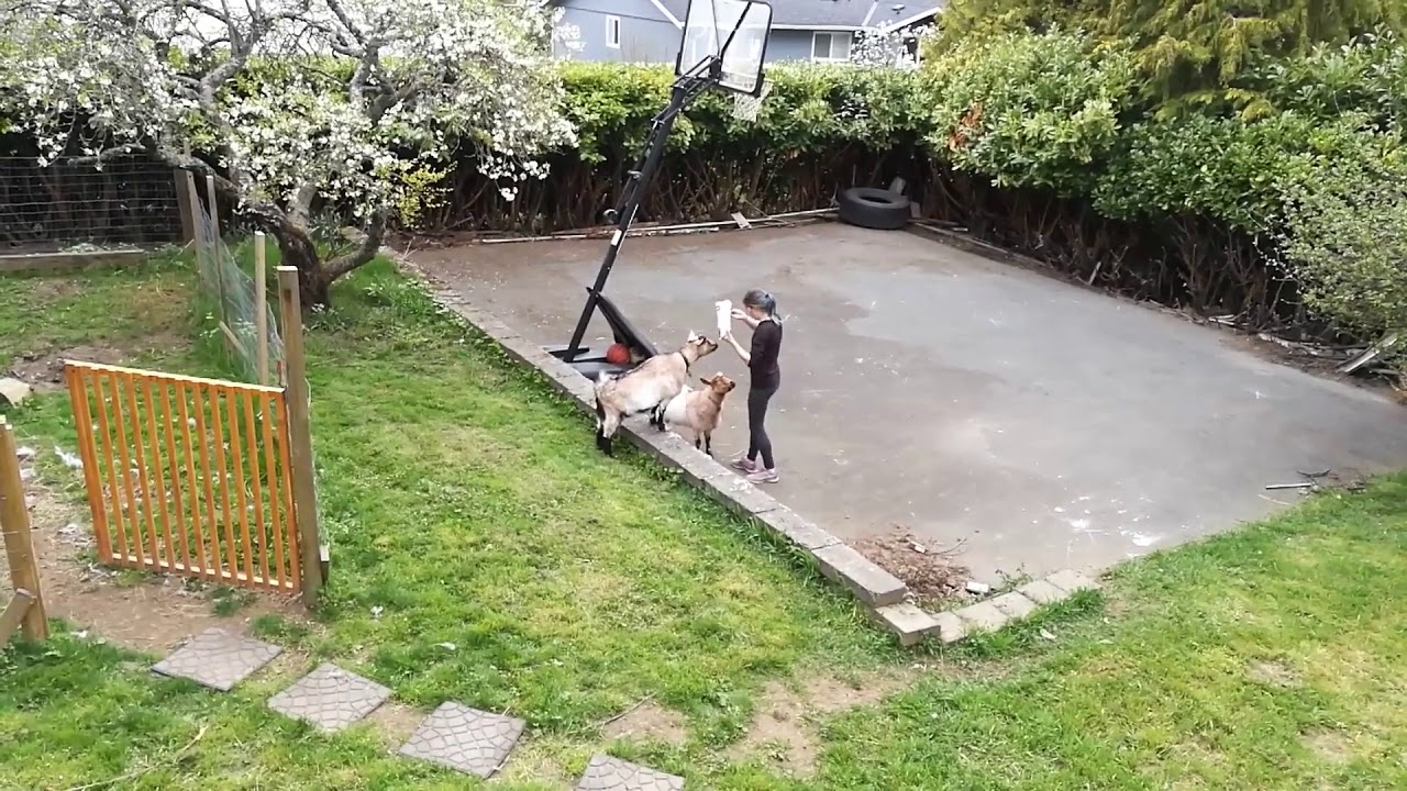 Backyard Goats - YouTube