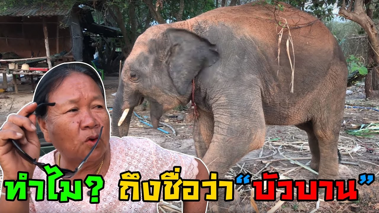 #ทำไมตั้งชื่อ? "#บัวบาน" กินเเล้วก็เล่น ชิวๆ bua ban elephant*-* - YouTube