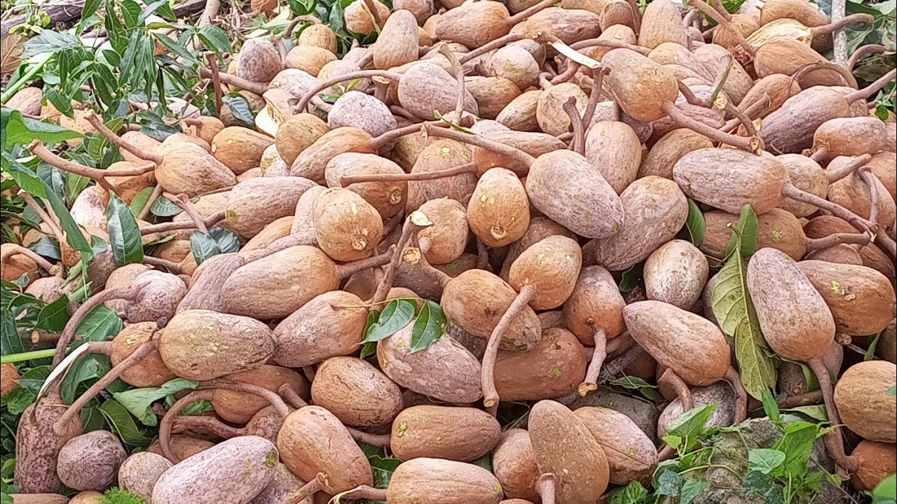 eto ung bunga sa mahogani guys.prang prutas Iyang bunga . - YouTube