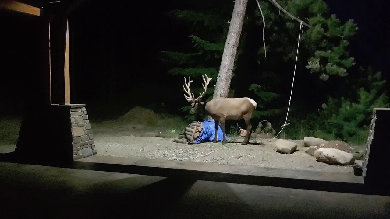 A different nosey elk in Cle Elum - YouTube