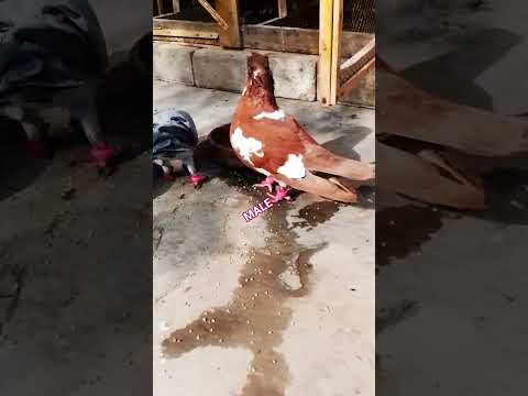 LAL CHAMBA MALE FS #unfrezzmyaccount