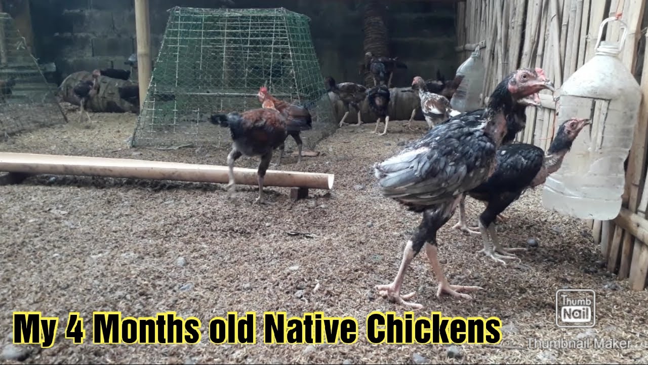 MY 4 MONTHS OLD NATIVE CHICKEN - YouTube