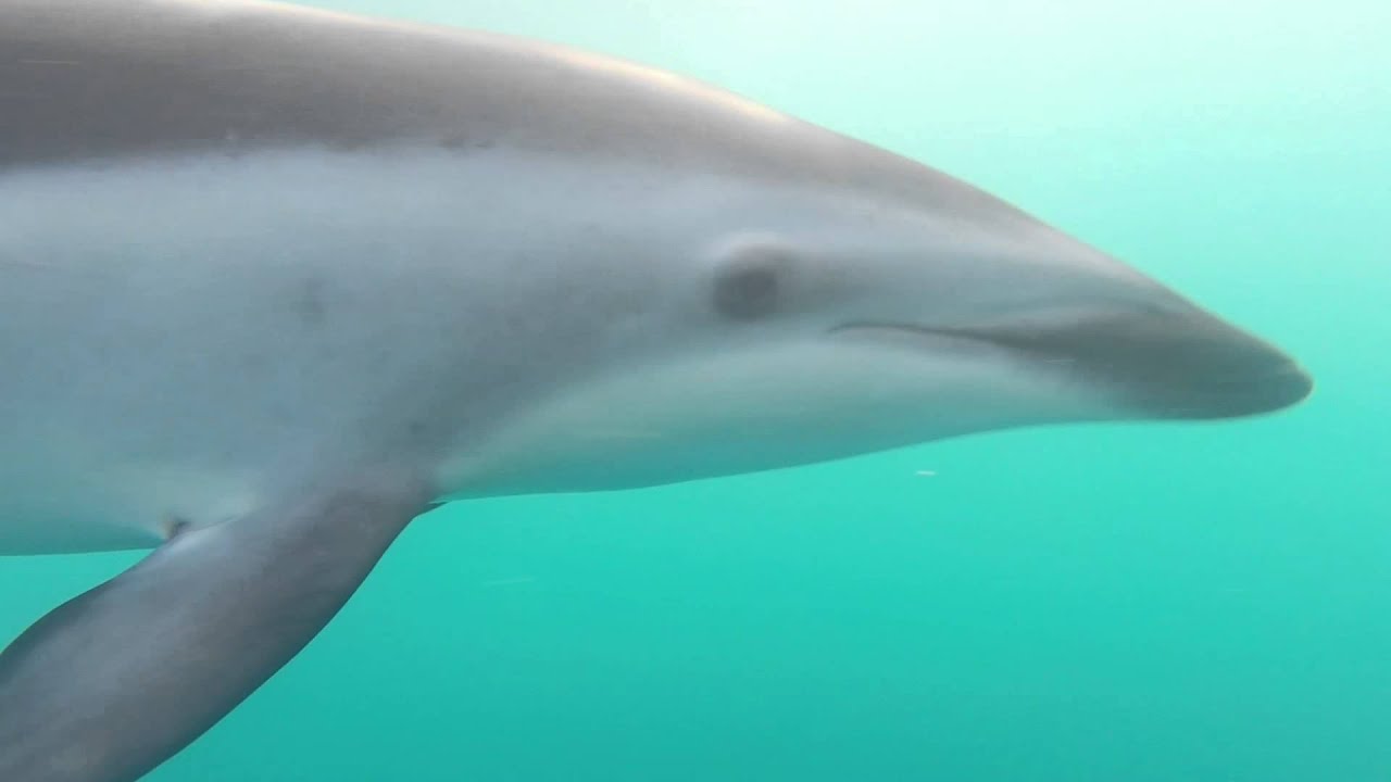 Kaikoura Dolphin Swim GoPro Edit - YouTube