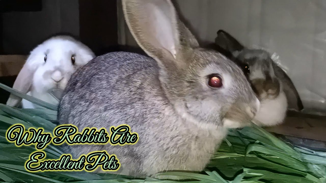 Why Rabbits Are Excellent Pets || All About Rabbits - YouTube