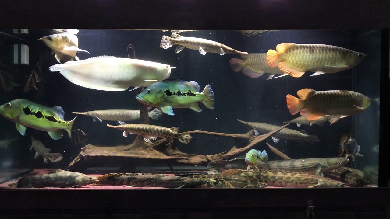 Feeding arowana VATF true spotted gar orino peacock bass lacerdae wolf ...