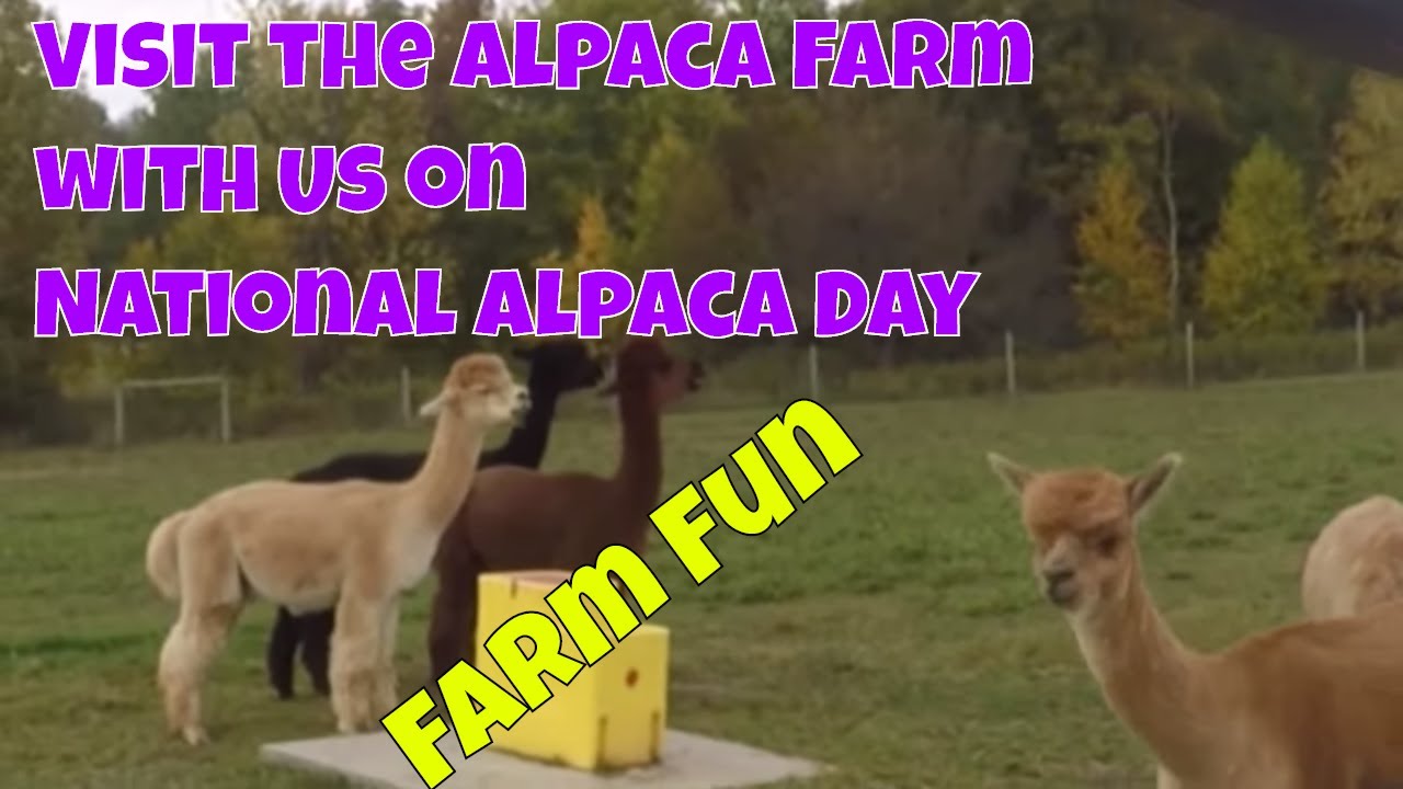 A Visit To Buck Brook Alpacas on National Alpaca Day - YouTube