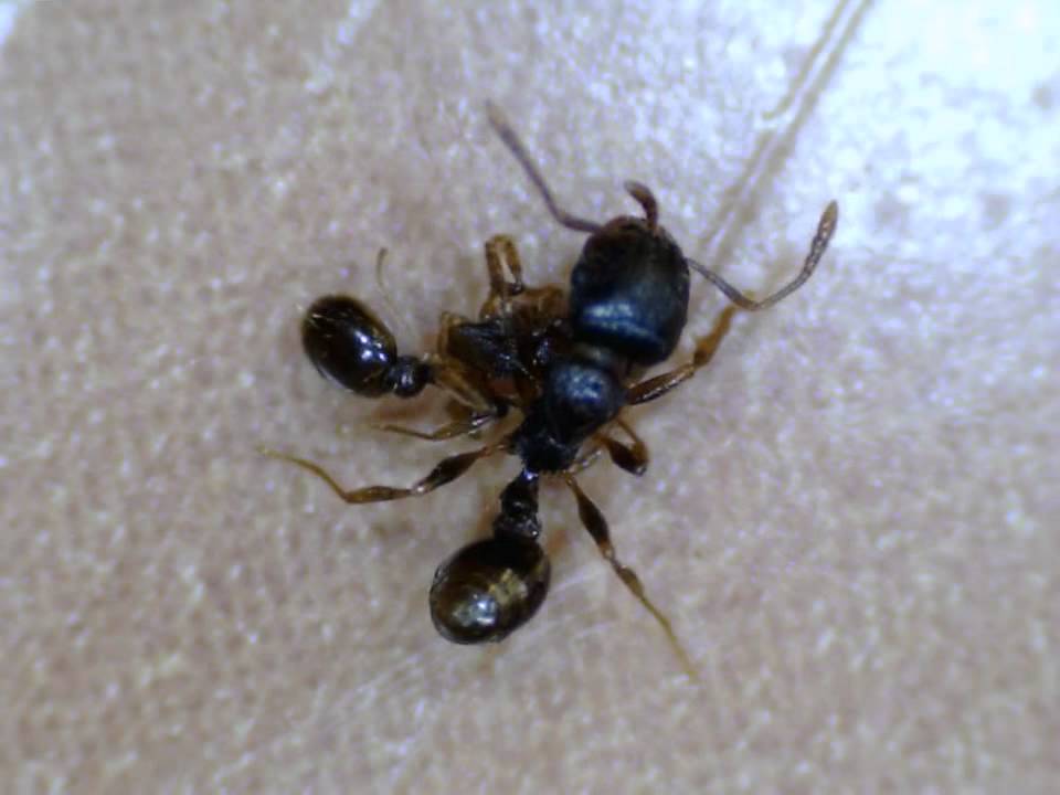 Microvideo de lucha de hormigas HD - YouTube