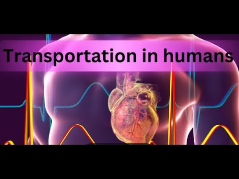 Life Processes:Transportation - YouTube