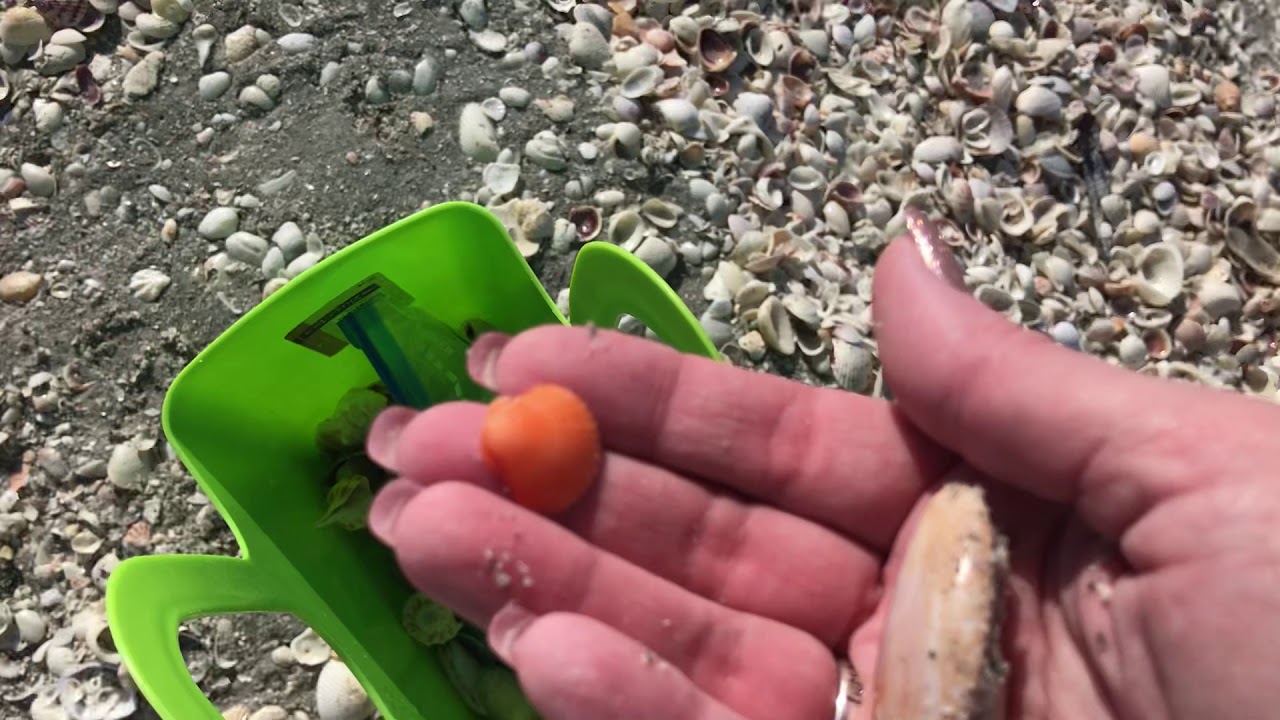 Shelling on A Huge Shell Pile on Sanibel Island - January 2020 - YouTube