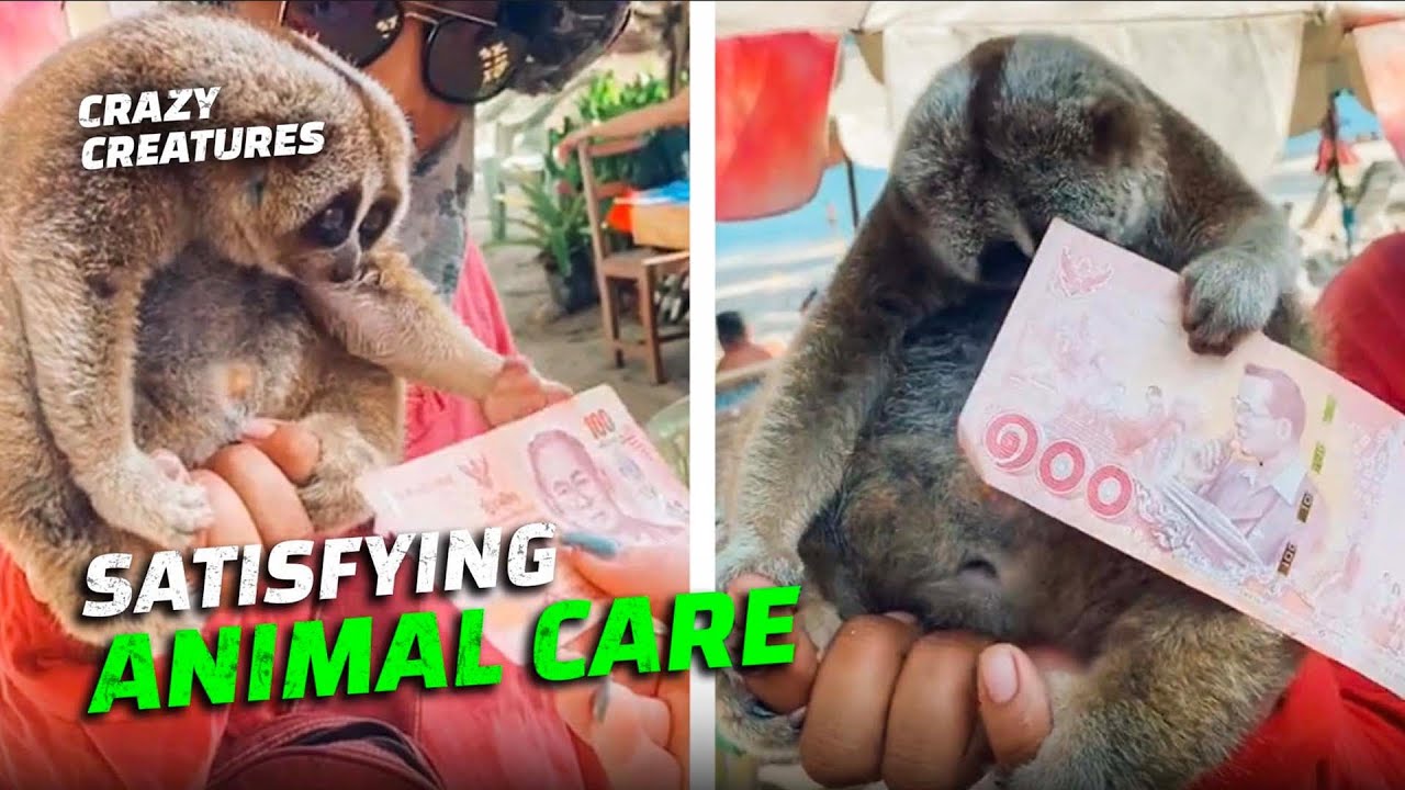 The Most Satisfying Animal Moments - YouTube