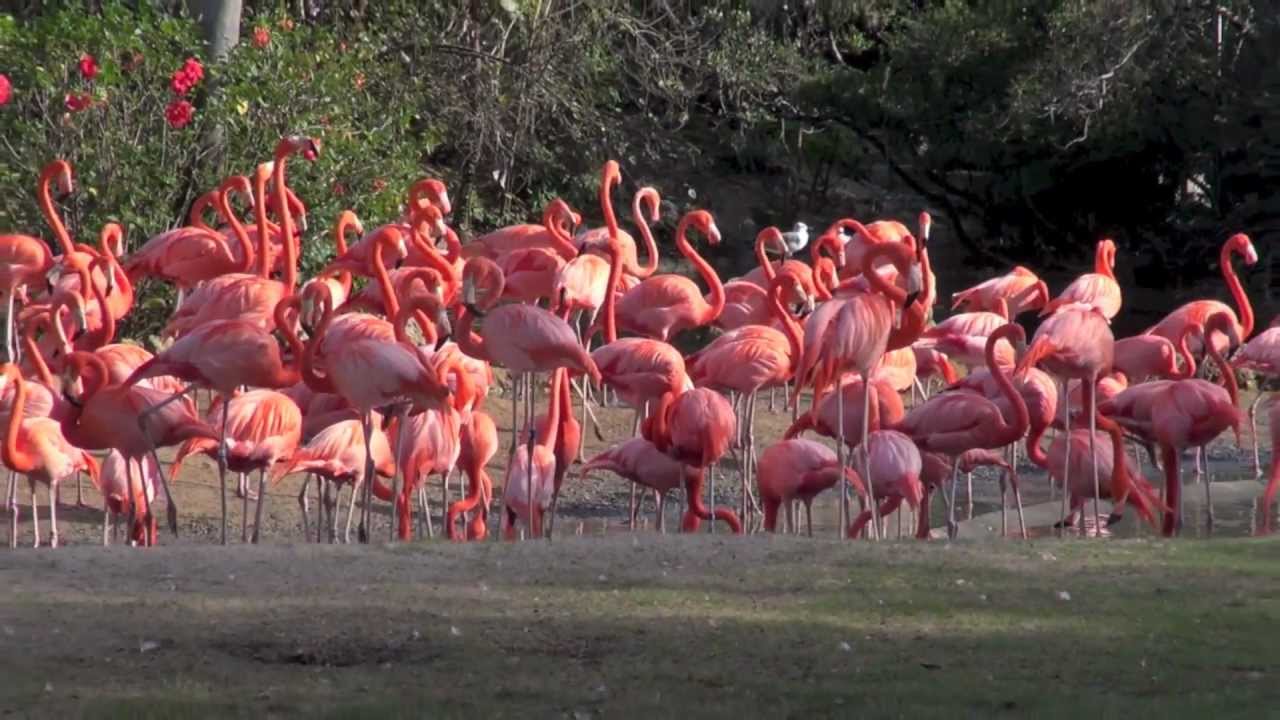 Sony HDR-CX760V Handycam HD Video Camcorder Zoom Demo 1080p - YouTube