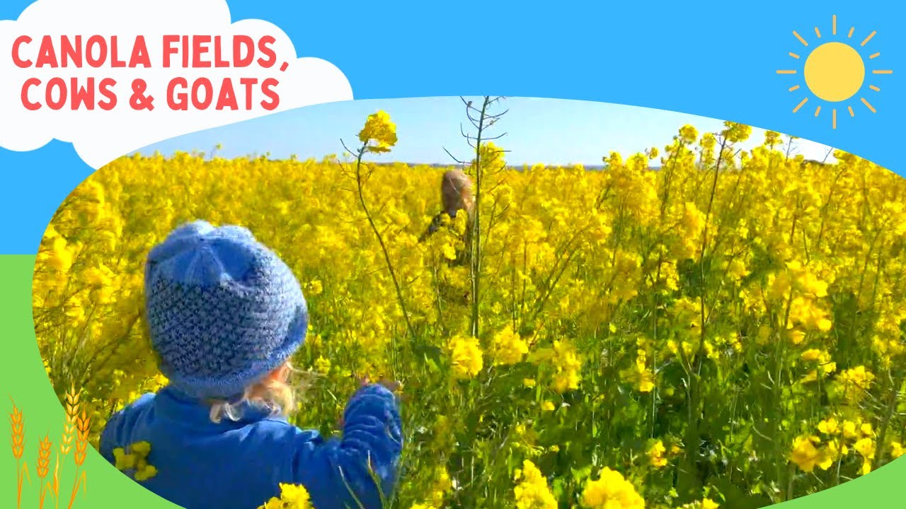 Playing In Canola Fields, Feeding Goats & Cows | Kids Tractor & Farm ...