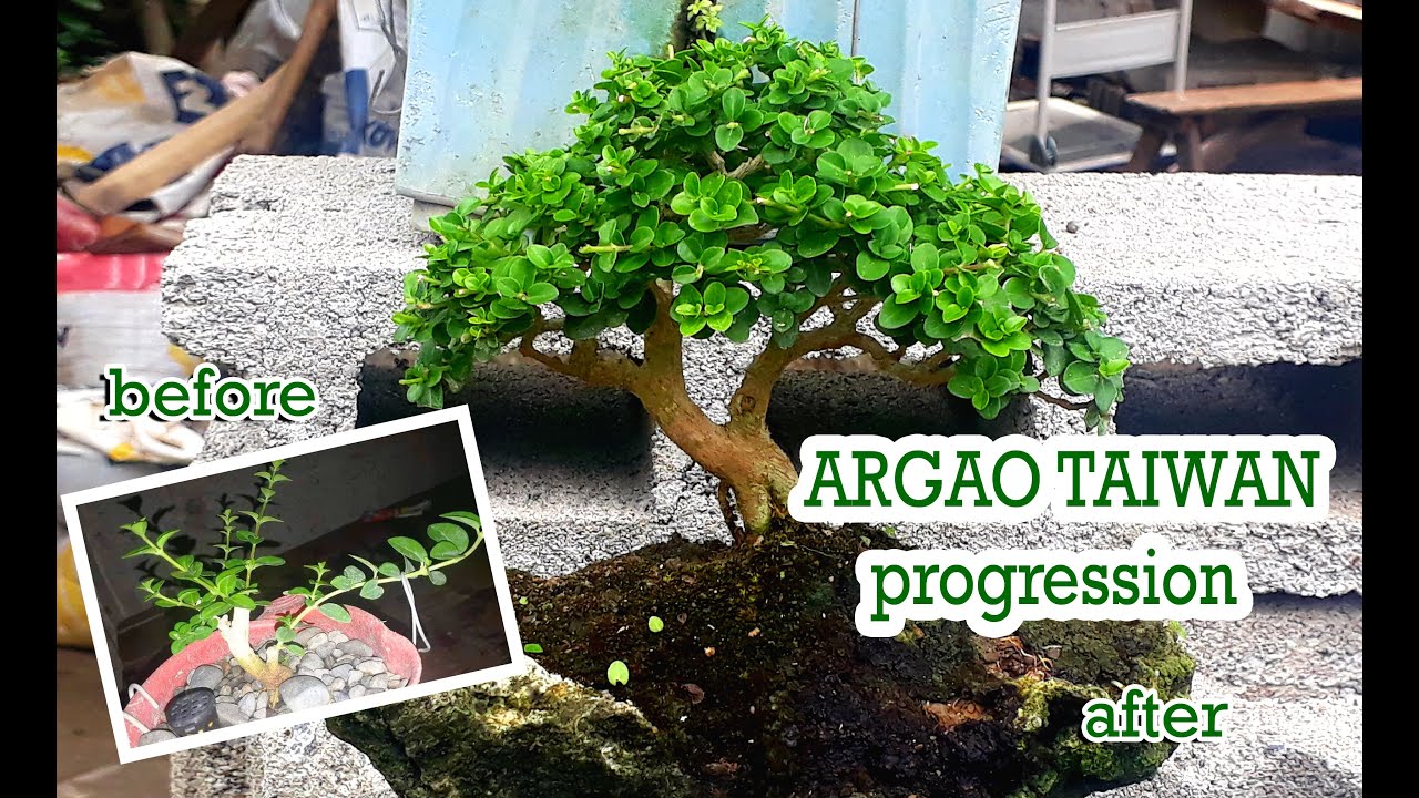 TROPA TIPS | Argao Taiwan (premna microphylla) bonsai progression - YouTube