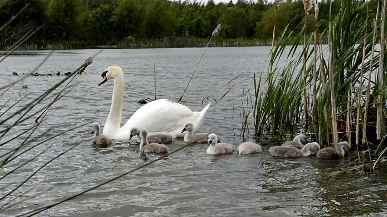 Spring 2019 at Spring Cottage Fisheries - YouTube