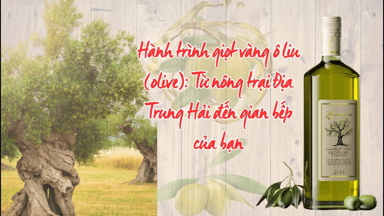 Hành trình giọt vàng ô liu (olive): Từ nông trại Địa Trung Hải đến gian ...