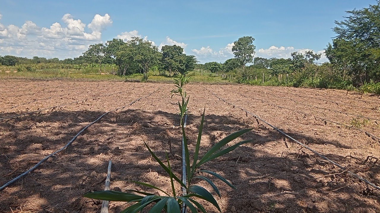 PLANTAMOS MAIS MUDAS DE AÇAI !! MOSTREI COMO ESTAMOS PLANTANDO AS MUDAS ...