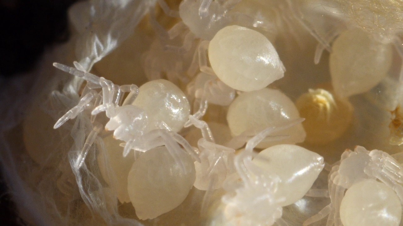 Giant house spider (Tegenaria domestica) close-up of hatching ...