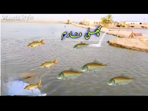 aaj ka Volga fish form per aur fish ka dance #fish #vlog #village - YouTube