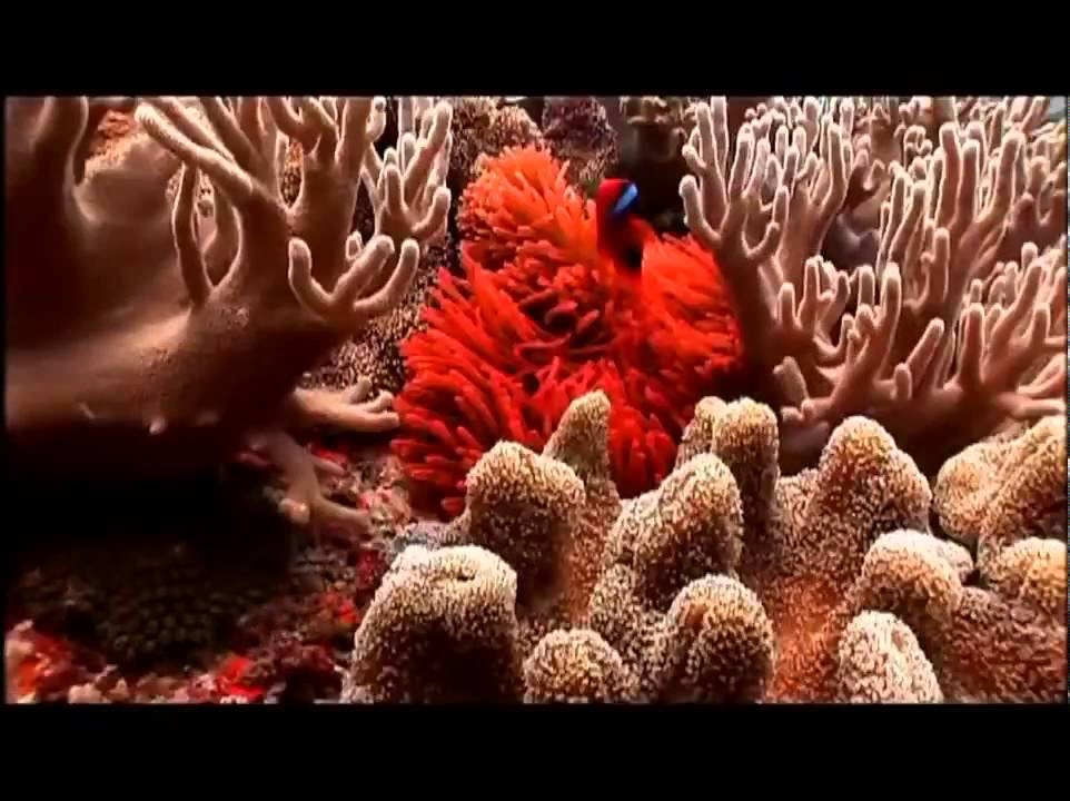 The Evolution of Guts Documentary - YouTube