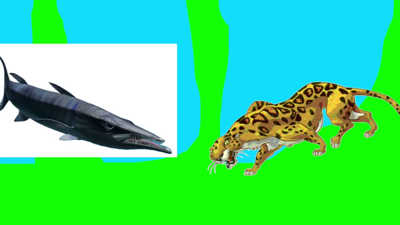 Barracuda Vs. sabor (Pictures) - YouTube