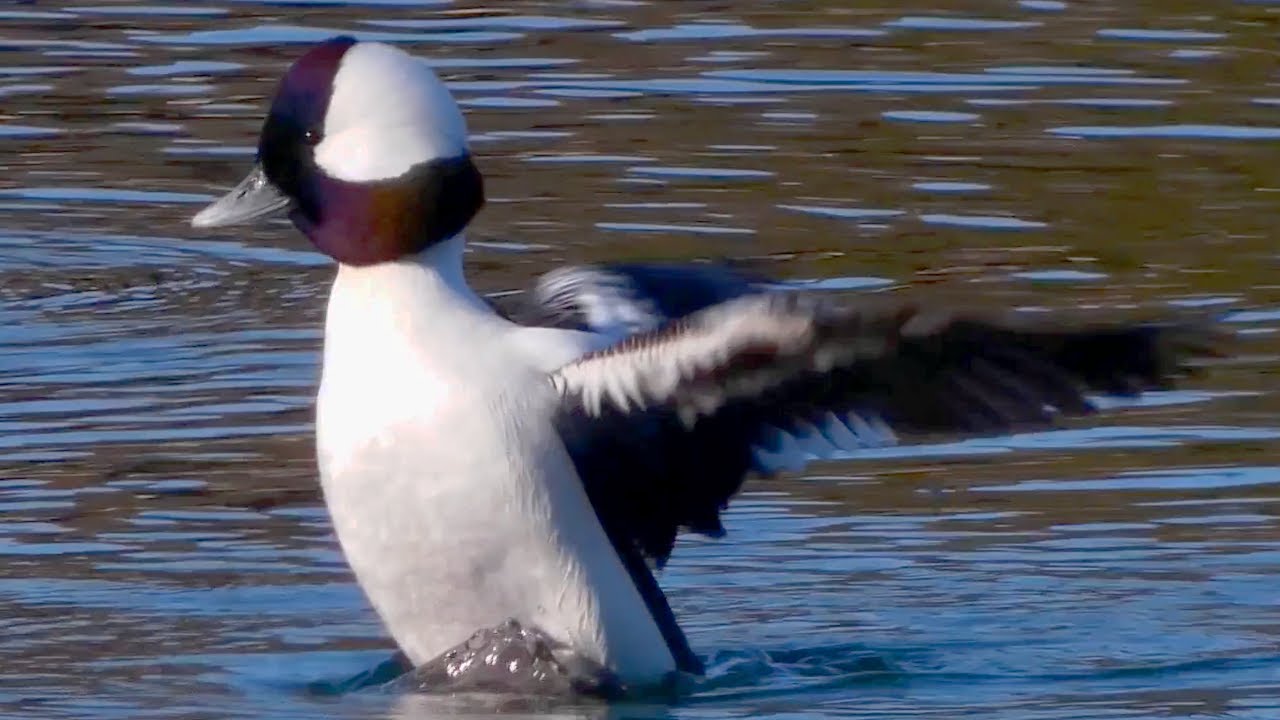 Bufflehead ducks diving, swimming, flying - YouTube