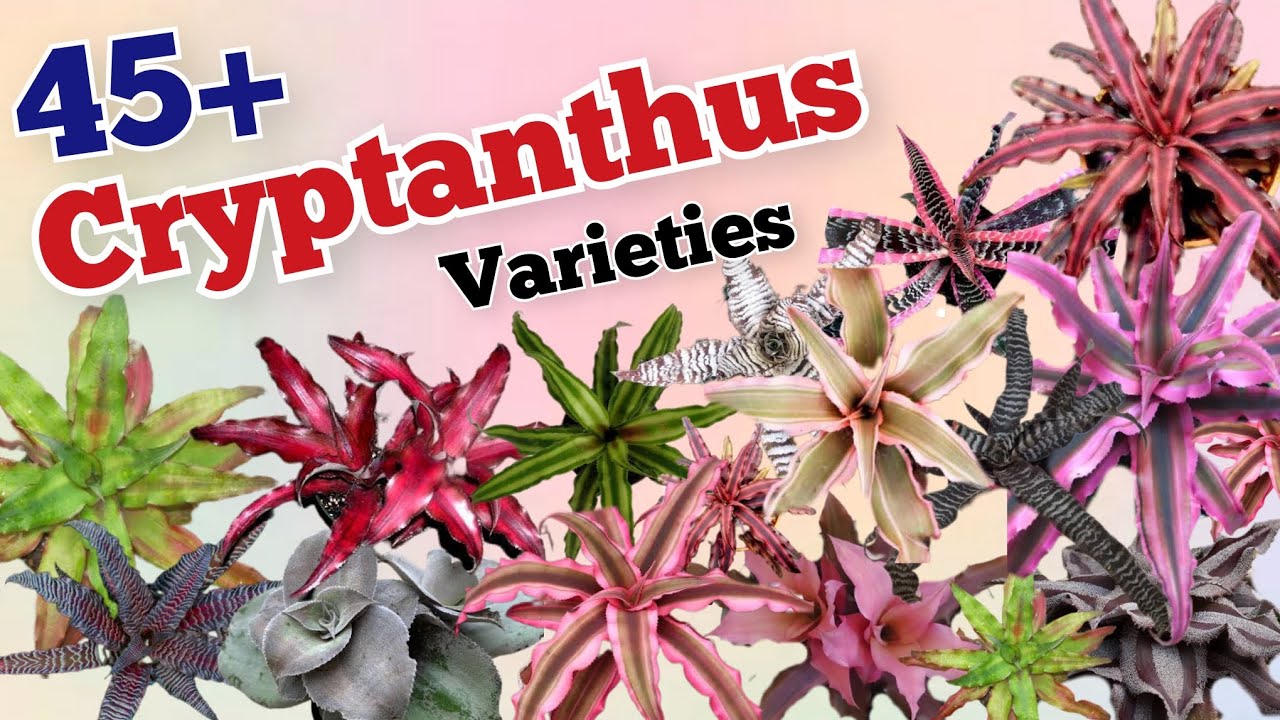 45+ Cryptanthus varieties // Cryptanthus bromeliad varieties // Pinkish ...