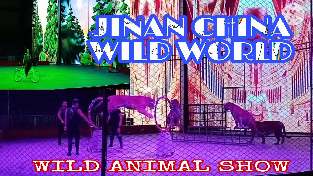 WILD ANIMAL CIRCUS SHOW - YouTube