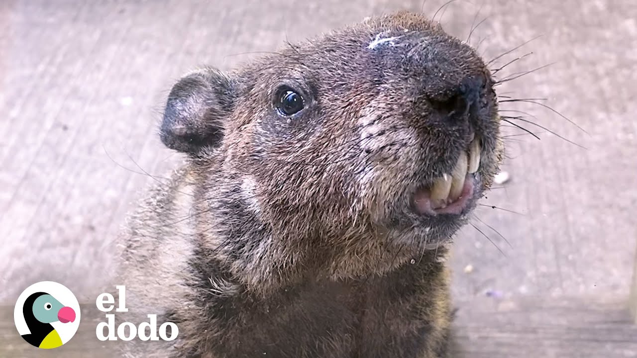 Marmota lleva a su hijo a visitar a su mejor amigo humano | El Dodo ...