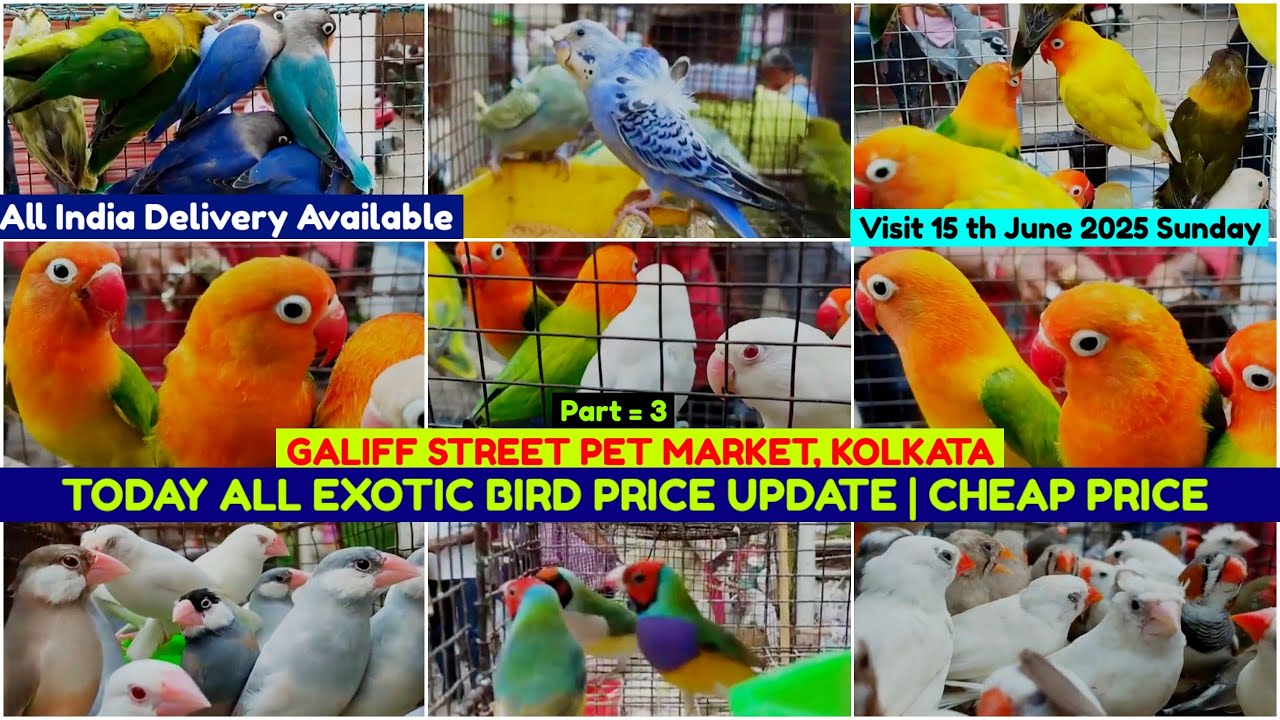 Kolkata Bird Market | Exotic Bird Price Update | Galiff Street Pet ...