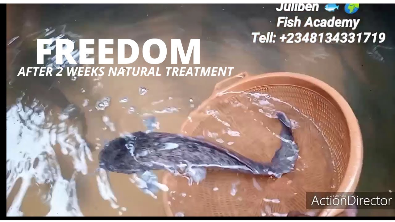 CATFISH NATURAL TREATMENT SUCCESSFUL, AFTER 2 WEEKS - YouTube