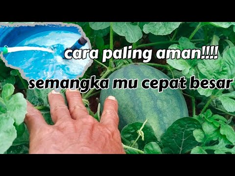 Bukan hanya faktor pupuk buah semangka cepat besar!!!!! 