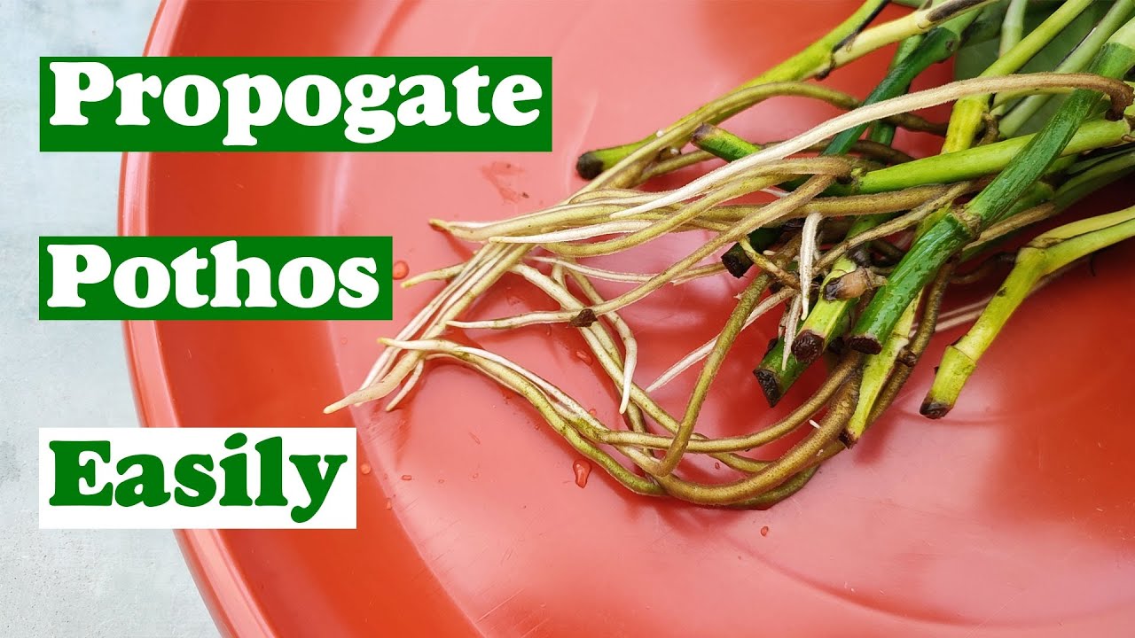 Pothos Propagation | How to propagate pothos plant easily? - YouTube
