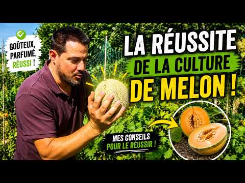 J'ai réussi mes melons ! 🍈 Récolte et dégustation d'un melon bien sucré