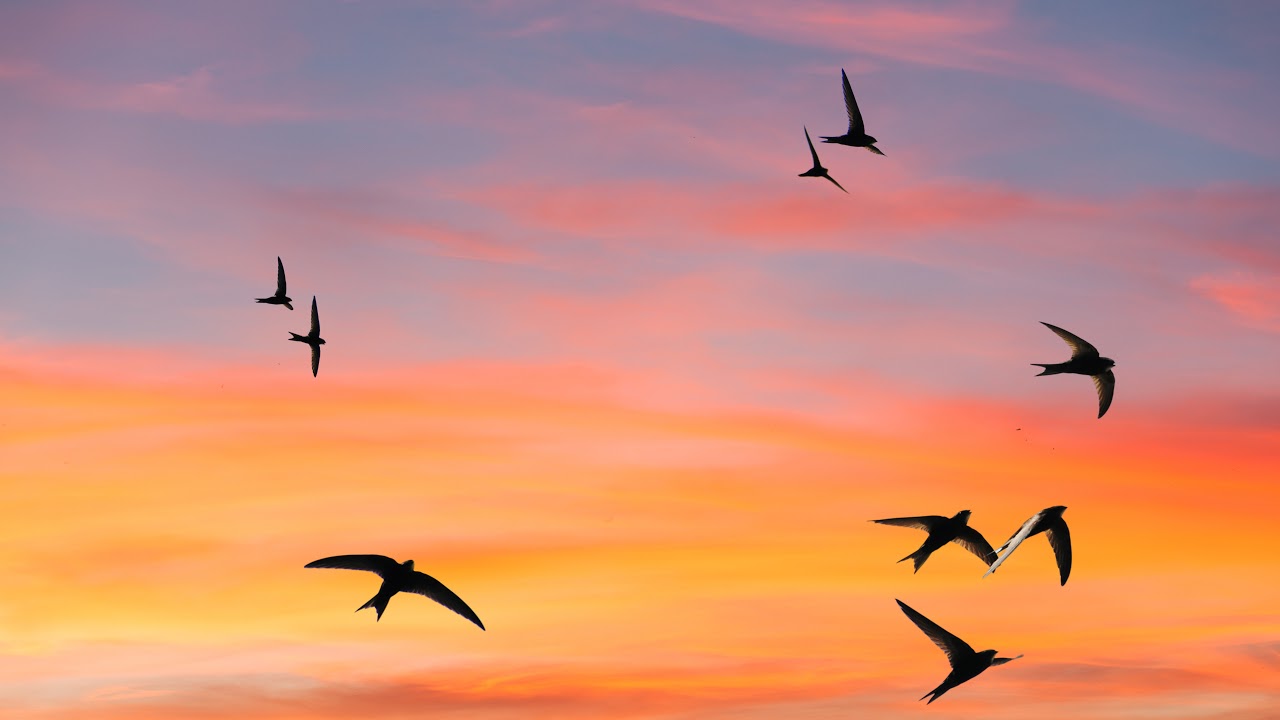 PRA Produzir Sustentável Live Stream - YouTube