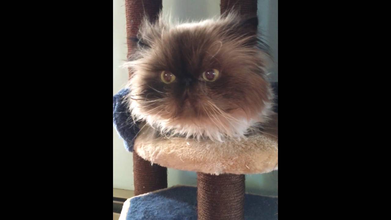 Angry Kitty - YouTube