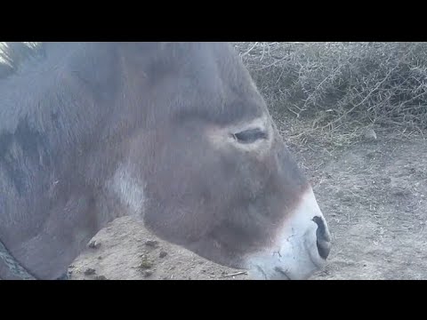 Donkey mating in village first time - YouTube