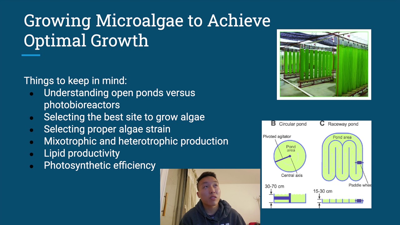 Biofuel Production from Microalgae - YouTube
