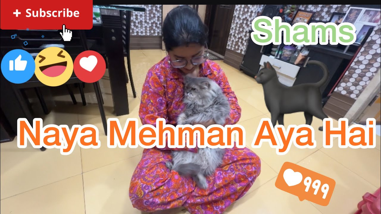 The Cat Meows Naya Mehman Aya Hai #cat #cats - YouTube