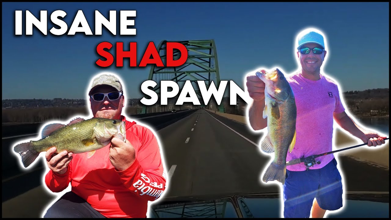 INSANE Shad Spawn has the BASS FIRED UP!!! (Mississippi River Bass ...